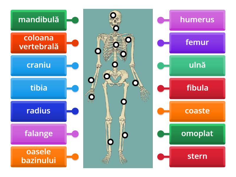 Scheletul uman-oase grupa1 - Labelled diagram