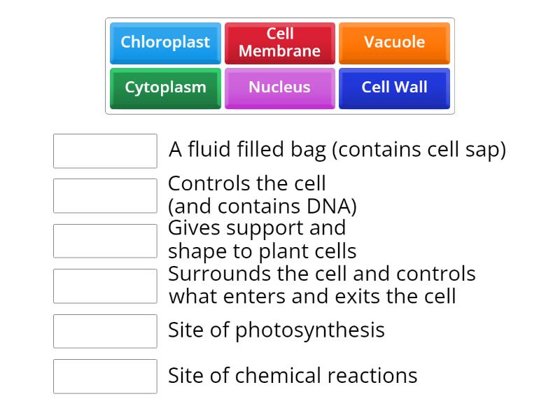 Cell Structures and Functions - Match up