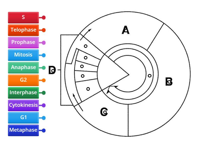 Cell Cycle Diagram Labeling Diagrama Con Etiquetas