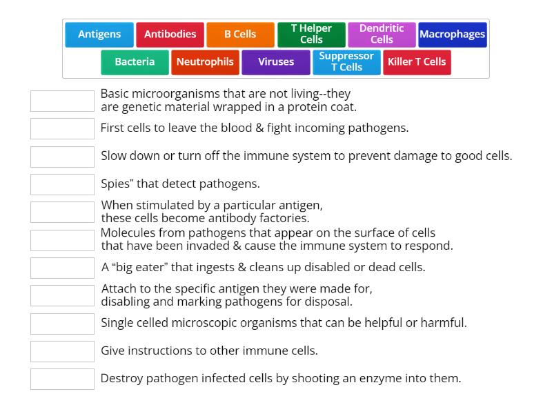 Immune System Cells - Match up