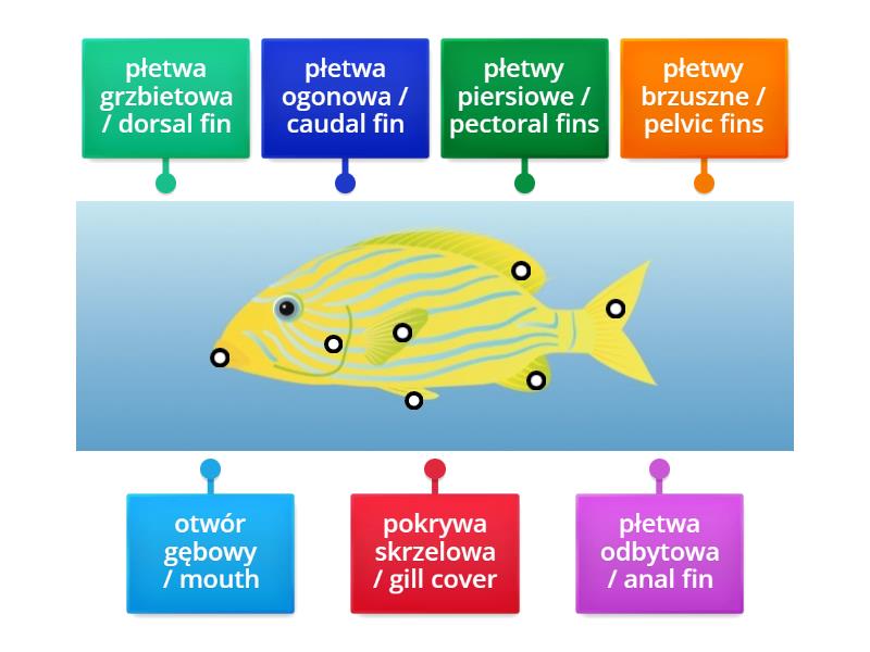 BUDOWA RYBY - Imagem com legenda