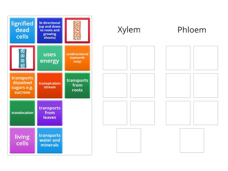 Xylem and phloem AQA GCSE (9-1) Biology - Group sort
