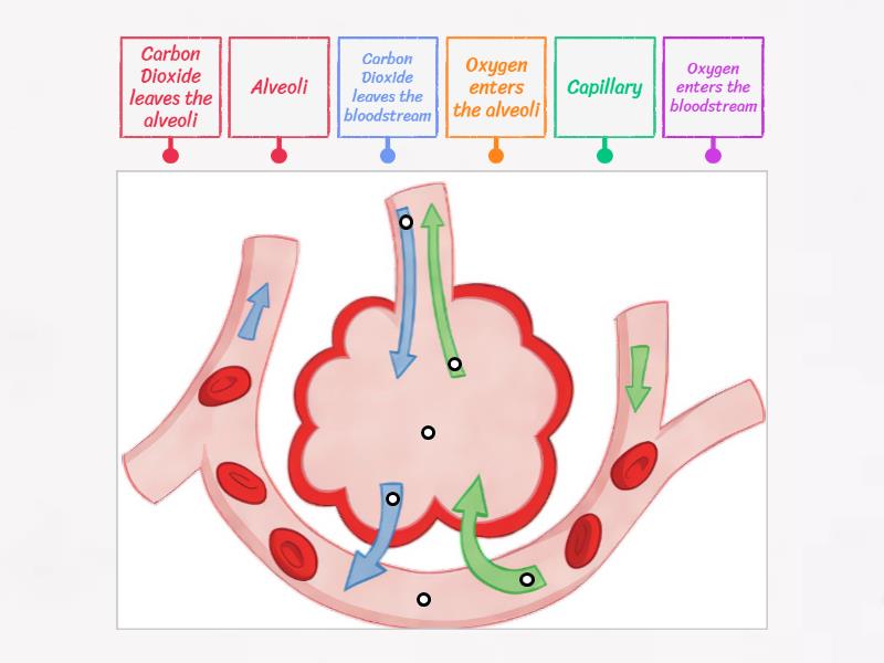 Gas Exchange in the Alveoli - Labelled diagram