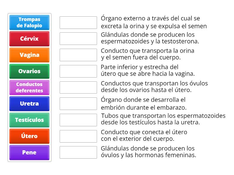 Partes de los Aparatos Reproductores Femeninos y Masculinos - Match up