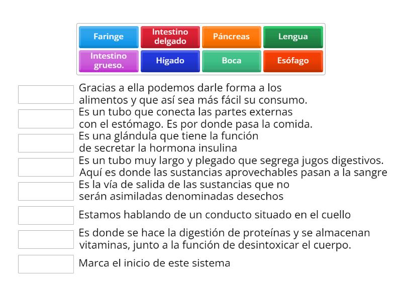 el sistema digestivo - Match up
