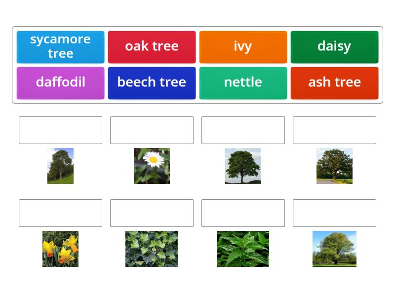 Trees and Plants - Match up