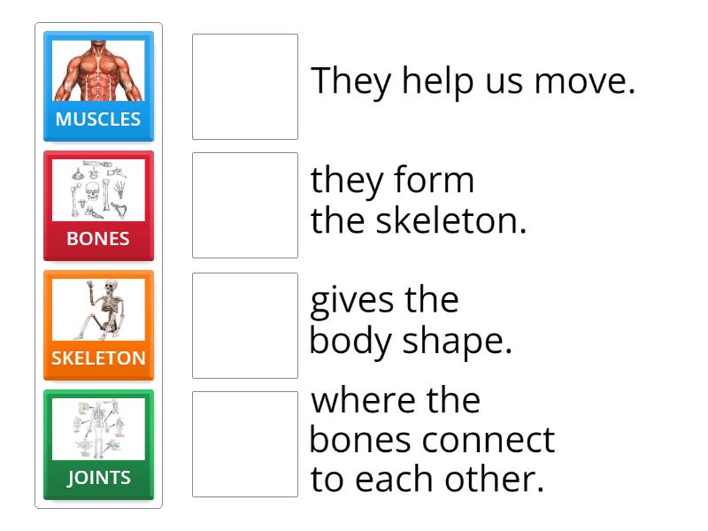 Functions of the locomotor system - Match up