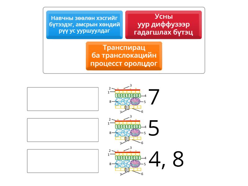 Транспирацийн эрчимд нөлөөлөх хүчин зүйлс Сэргээн санах Match Up