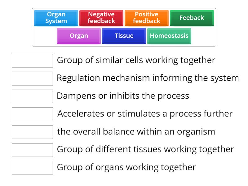 Homeostasis - Match up