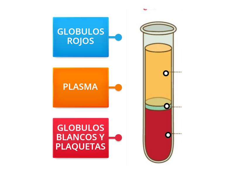 UNA CON UNA RAYA LOS COMPONENTES DE LA SANGRE - Labelled diagram