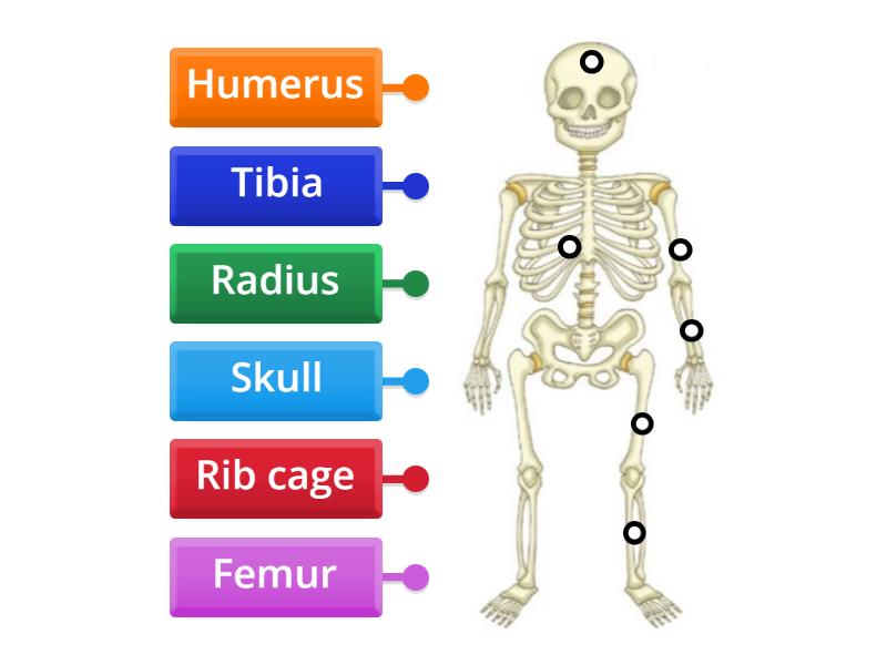 The skeleton - Labelled diagram
