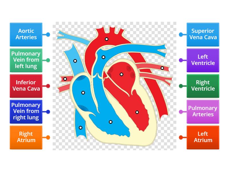 10 Sci - Heart Anatomy - Labelled diagram