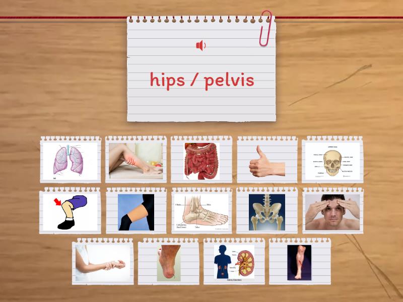 Match - Body anatomy - Find the match