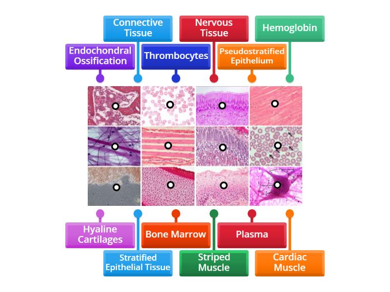 Tissue Identification Challenge - Labelled diagram