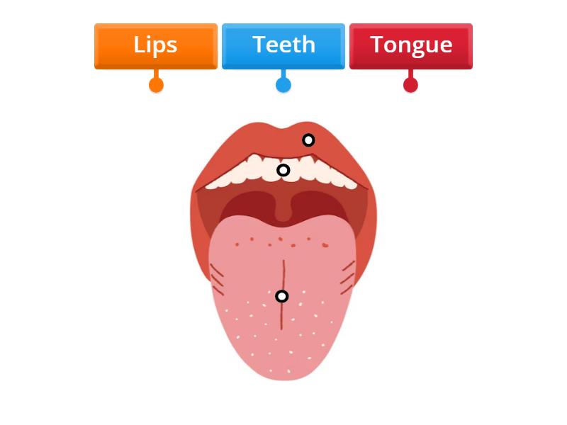 Mouth - Labelled diagram
