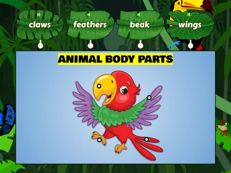 Animal Body Parts 3 - Labelled diagram