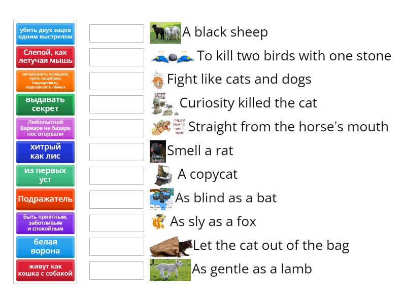 Animals Idioms - Match up