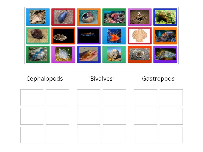 Mollusc Identification - Group sort