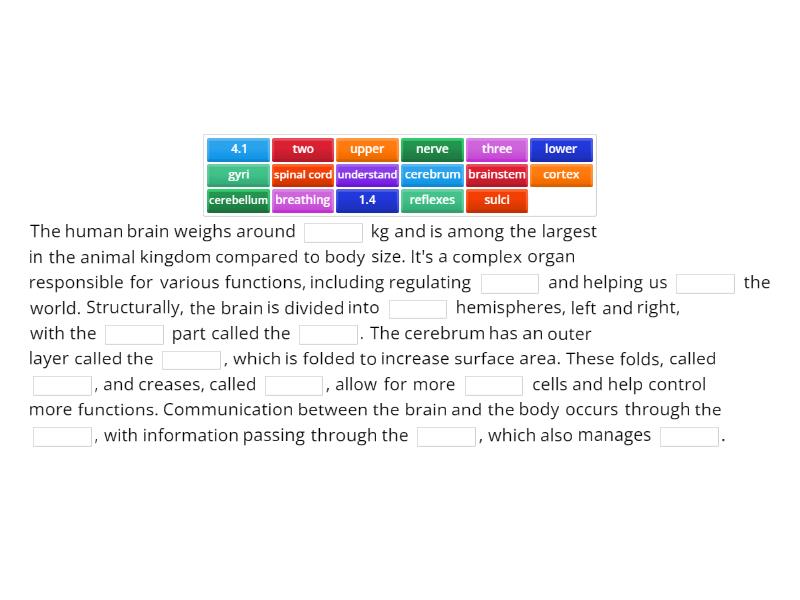 Structure of the Brain- GAP FILL - Missing word