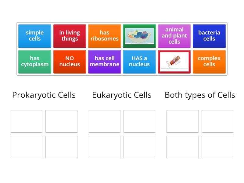 Prokaryotic vs Eukaryotic Cells - Group sort