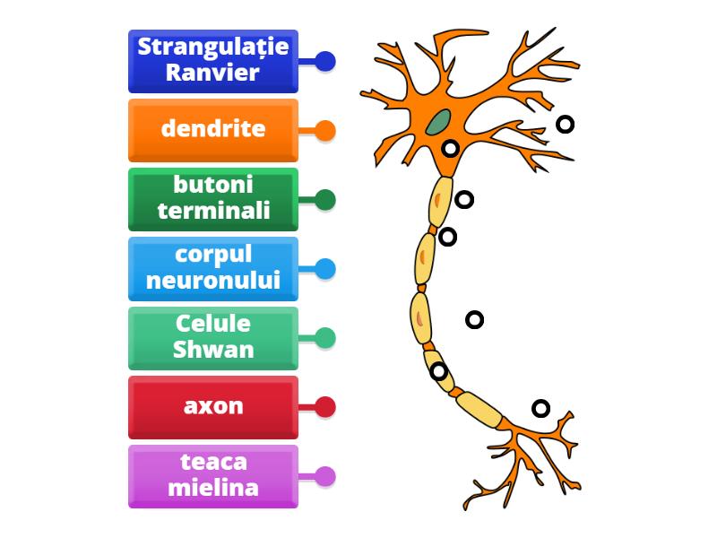 Structura Neuronului - Labelled diagram