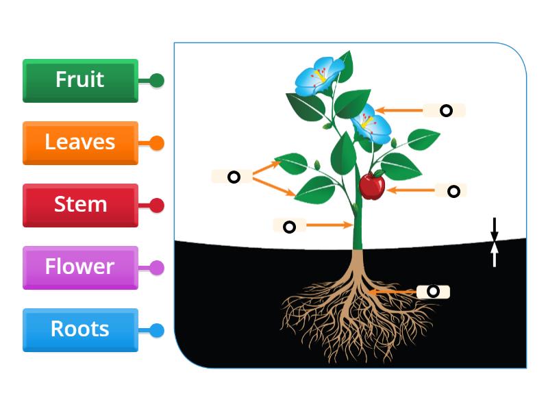 Plant Parts grade 2 - Labelled diagram