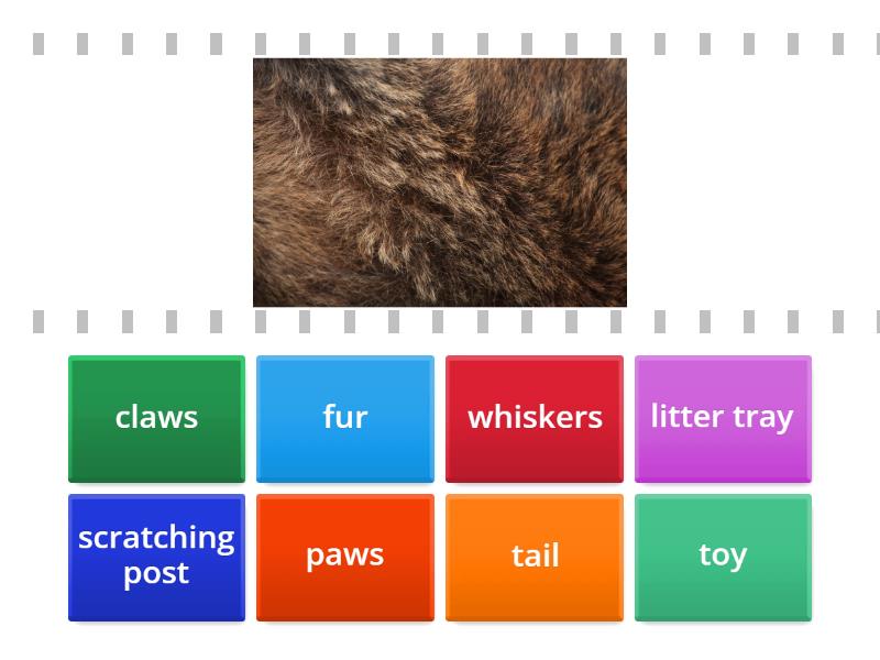 Cats - Cada oveja con su pareja