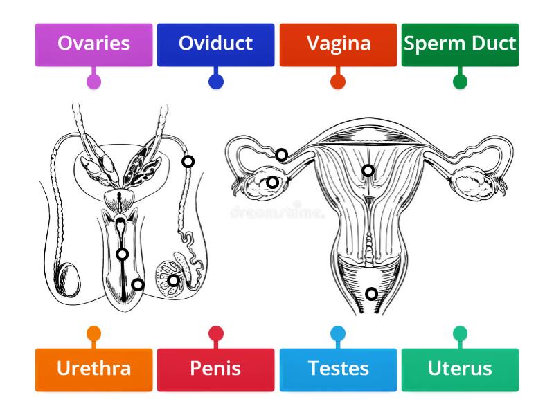 Human Reproductive System Labelled Diagram 0621