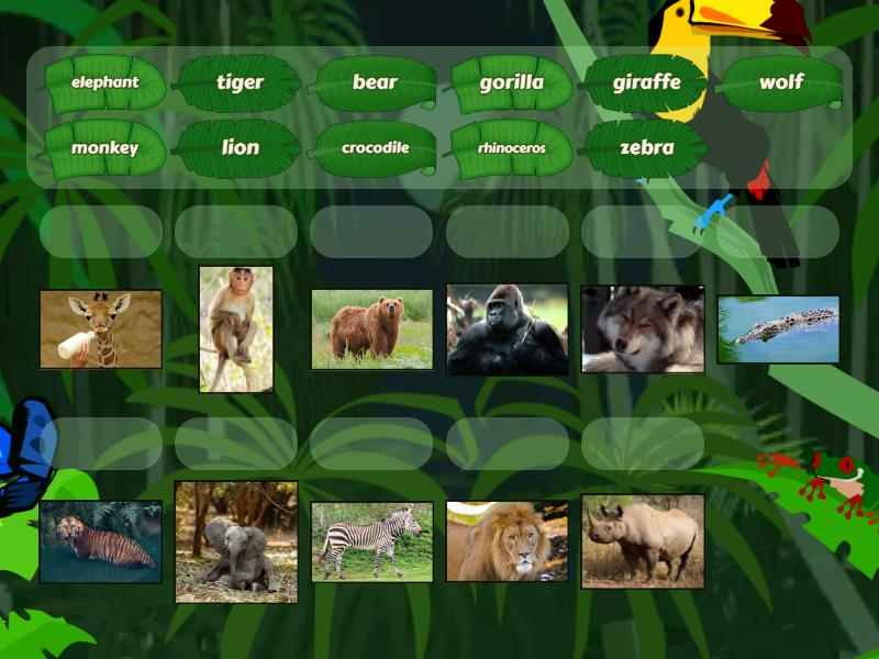 wild animals - Match up