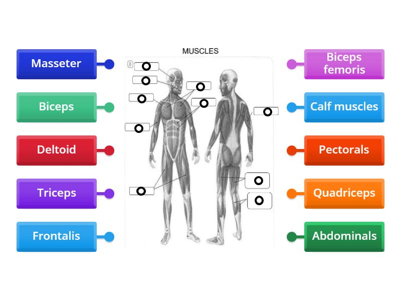 Muscles - Labelled diagram