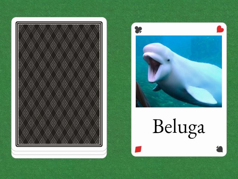 Arctic animals - Speaking cards