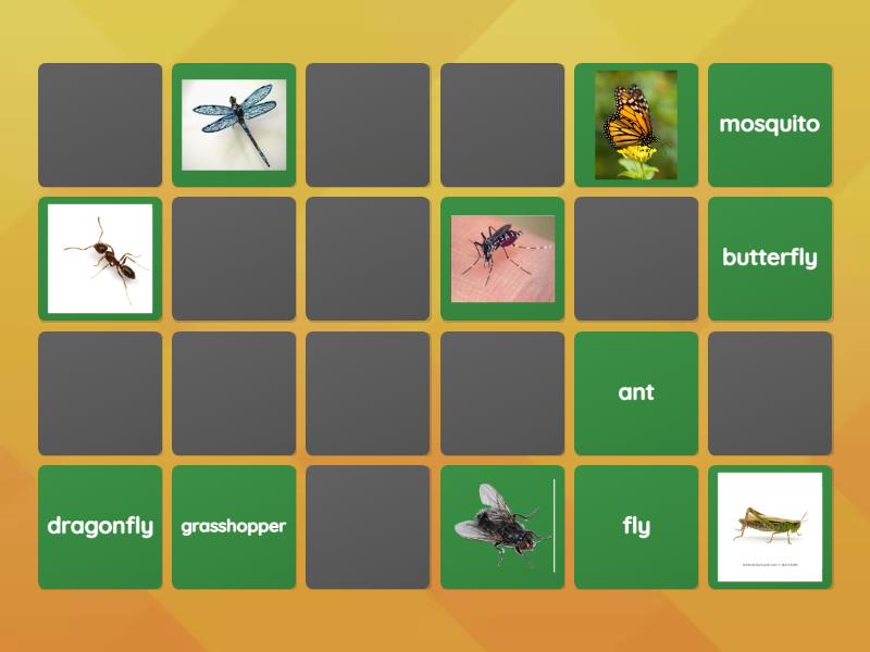 Insects - Matching pairs