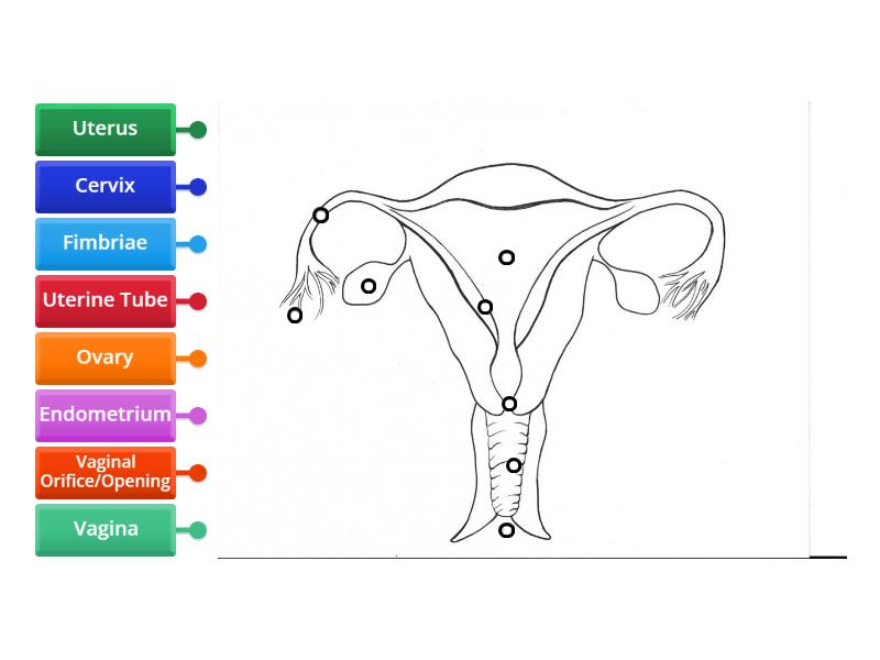 Female Reproductive System Label (front) - Labelled diagram