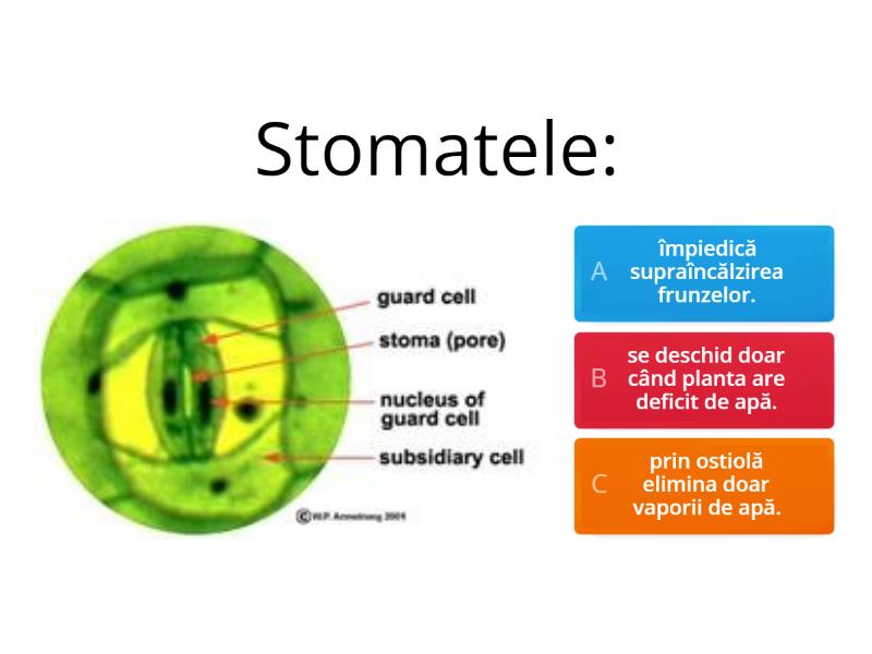 Excretia la plante - Chestionar