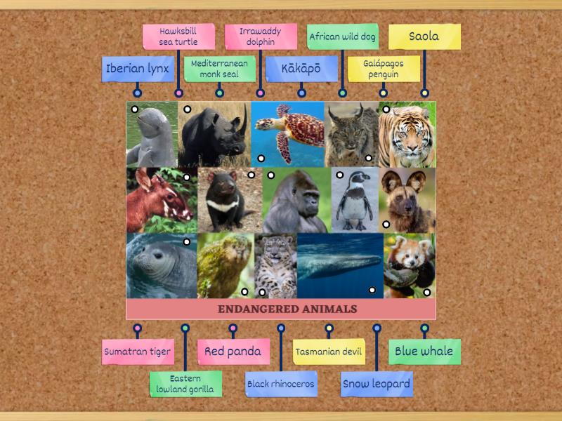Endangered animals - Labelled diagram