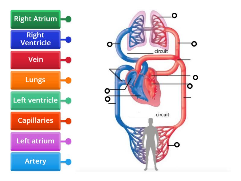 B4 Homework 1 Circulatory system - Labelled diagram