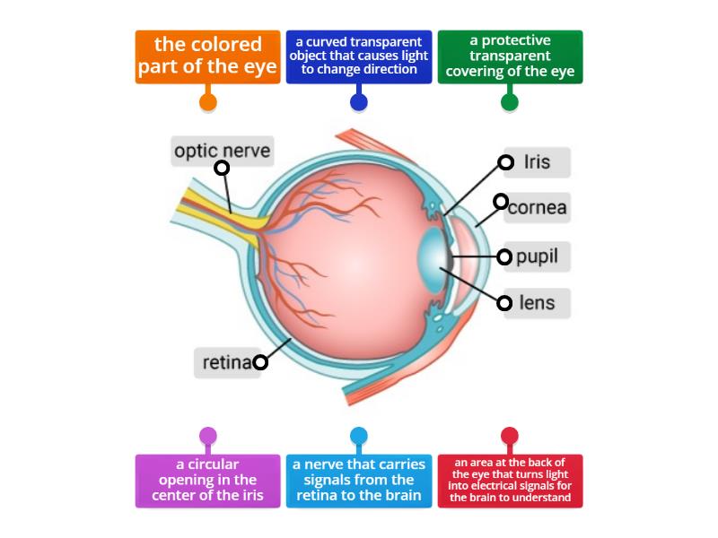 VOCAB: The Human Eye - Labelled diagram