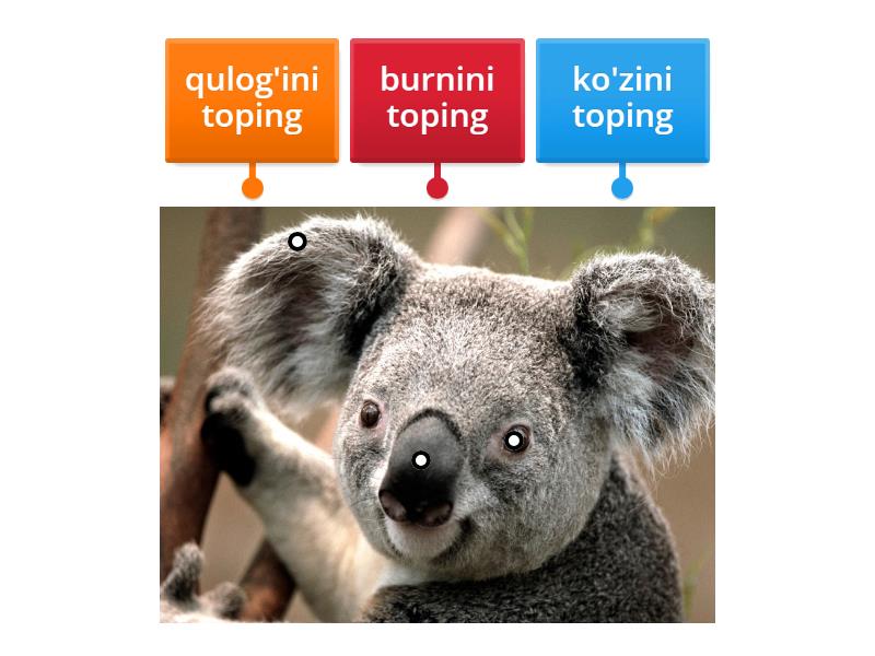 koala - Labelled diagram