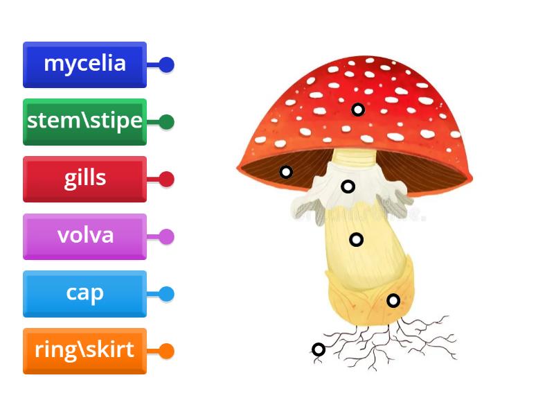 Anatomy of a Mushroom - Labelled diagram
