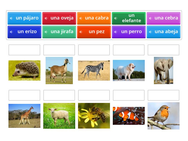 Vocabulario de los animales #02 - Match up