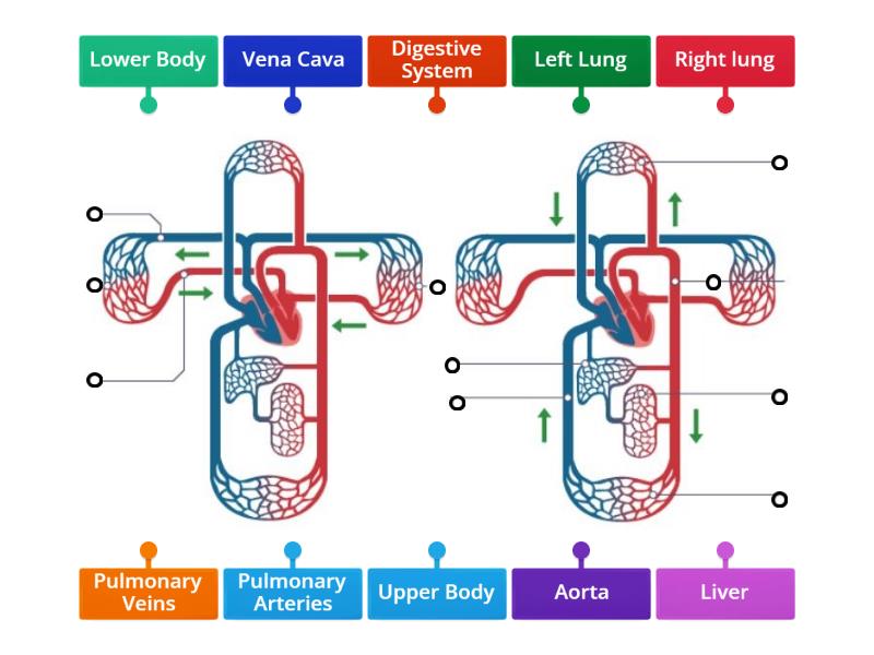 Circulatory System - Labelled diagram