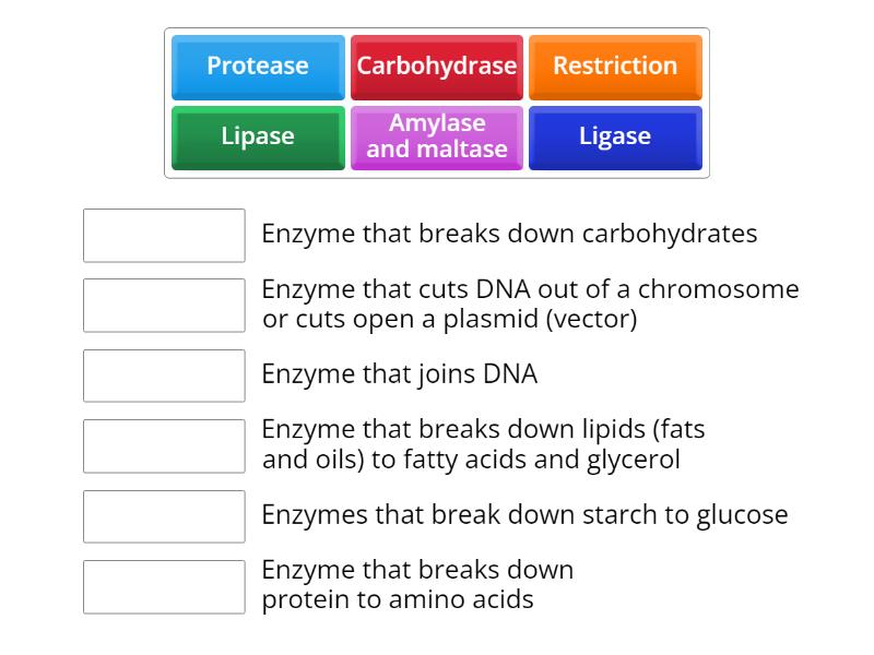 Enzymes and their functions Edexcel International GCSE in Biology ...