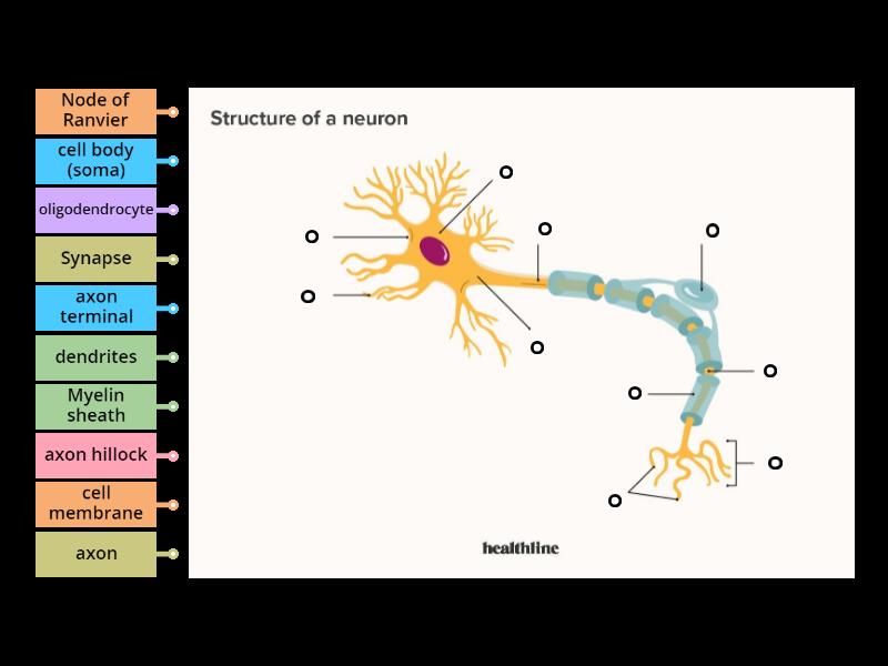 Structure of nueron - Labelled diagram