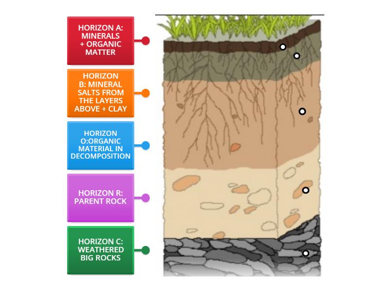 6. SOIL PROFILE - Labelled diagram