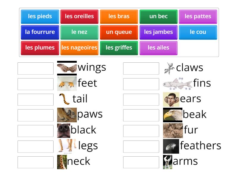 Les parties du corps d'un animal - Match up