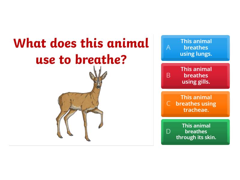 Animal respiration - Cuestionario