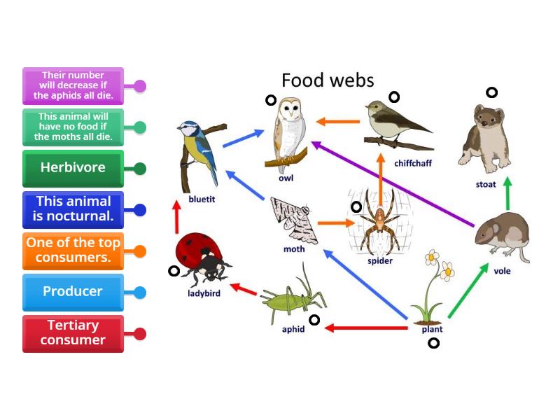 BGE Food webs - Labelled diagram