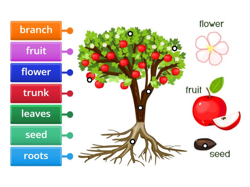 Parts of a Fruit Tree - Labelled diagram