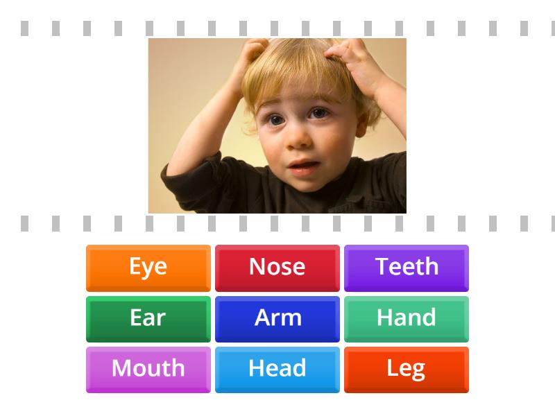 Parts of the body - Find the match