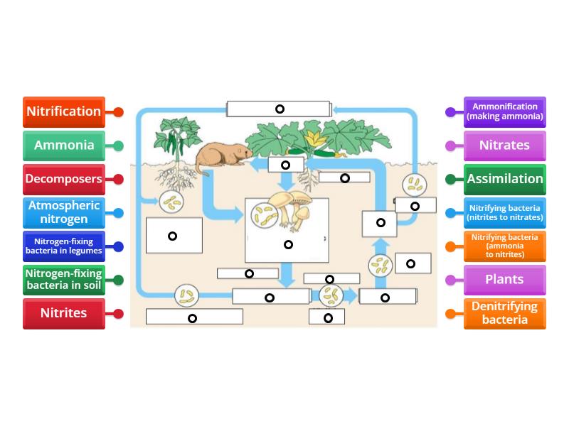 Label the Nitrogen Cycle - Labelled diagram